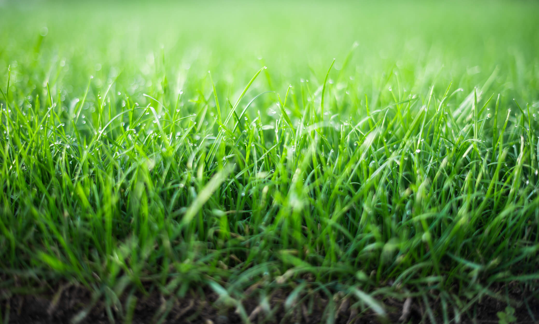 PIPER CREEPING BENTGRASS - Turfcare Australia